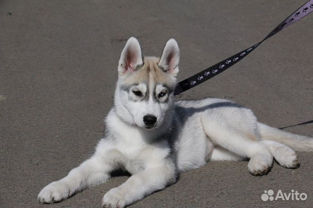 Шикарная девочка сибирский хаски