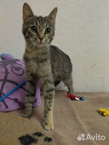 Обворожительная девочка в поиске дома