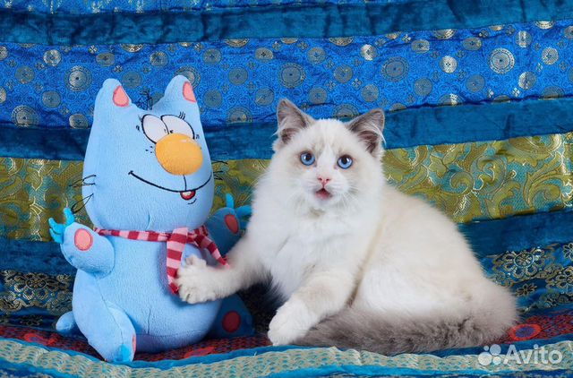 Кошка Рэгдолл в разведение