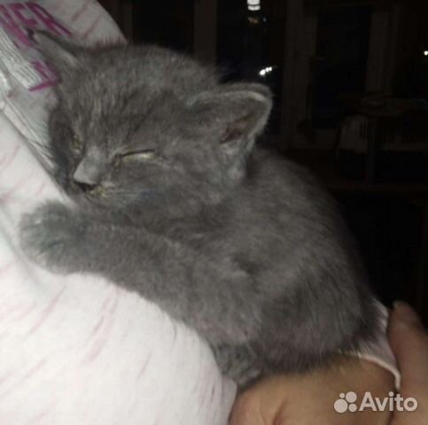 Кошечка, 6 недель