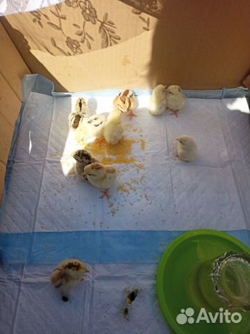 Малайзийская серама