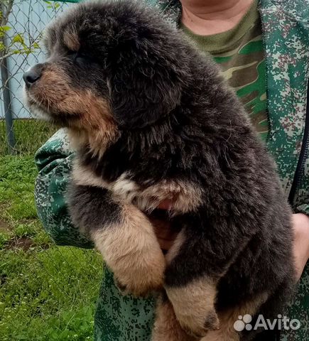 Тибетский мастиф