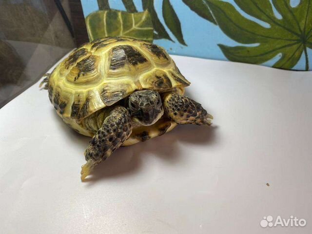 Черепаха сухопутная
