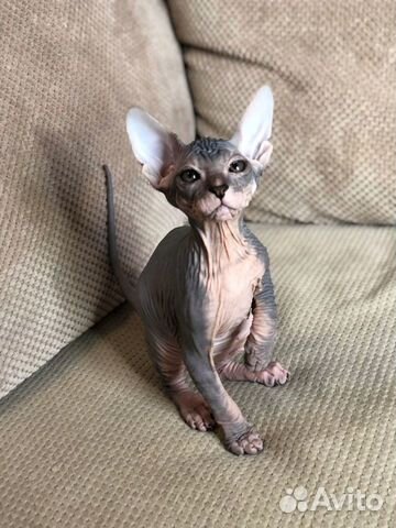 Донской сфинкс котята