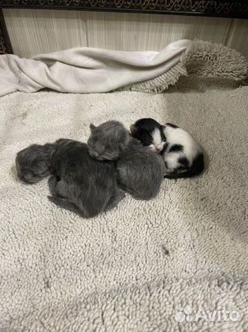 Котята в добрые руки