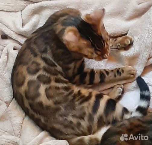 Бенгальская чистокровная девочка