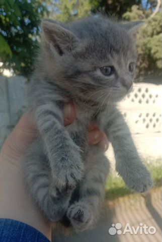 Красивые котята,метисы породы Русская голубая