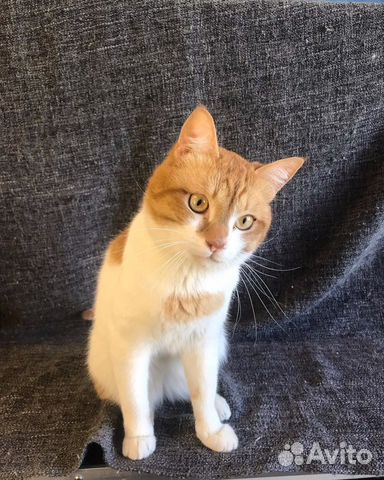 Рыжий кот