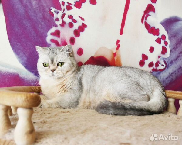 Шотландская кошечка Соня в дар
