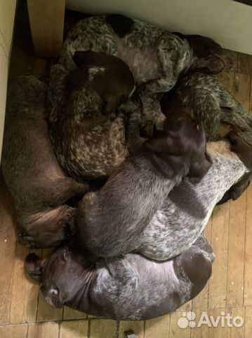 Щенки дратхаара