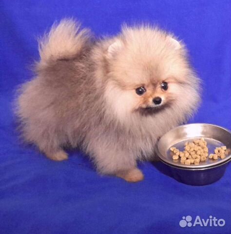 Щенки померанского шпица
