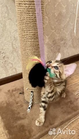 Чистокровные Бенгальские котята