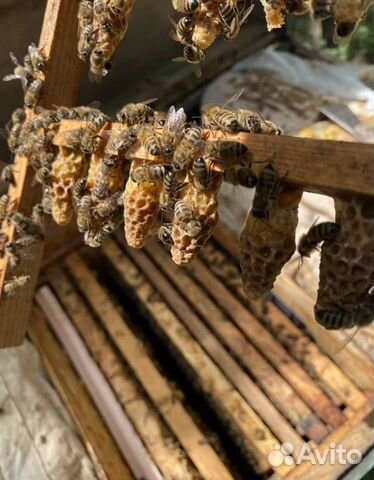 Маточники пчелы карпатки на выходе (30.05.22)