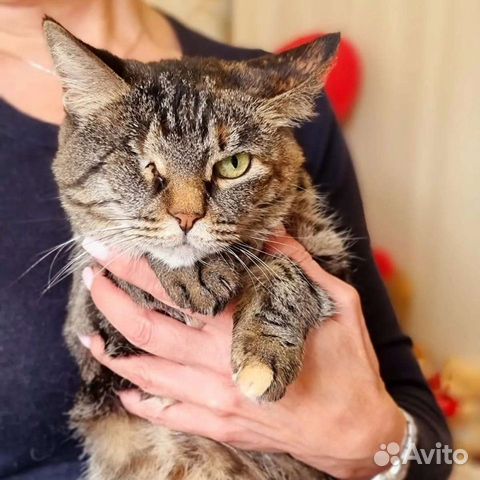 Кошка в дар