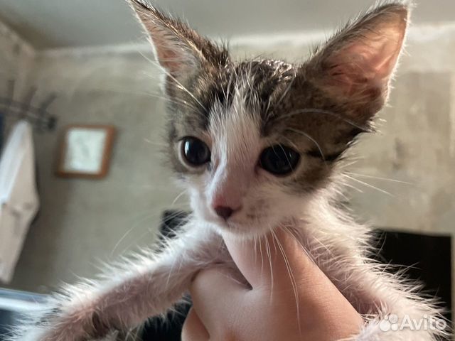 Котенок мальчик