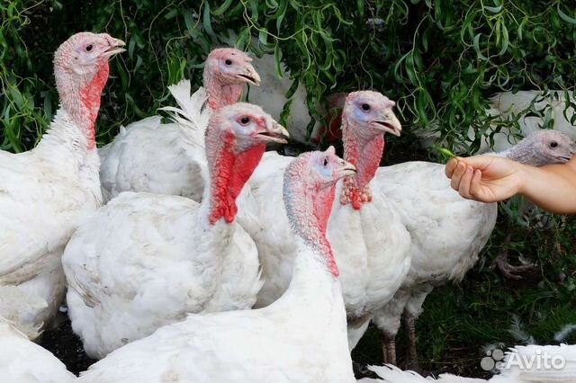 Индюки, яйца