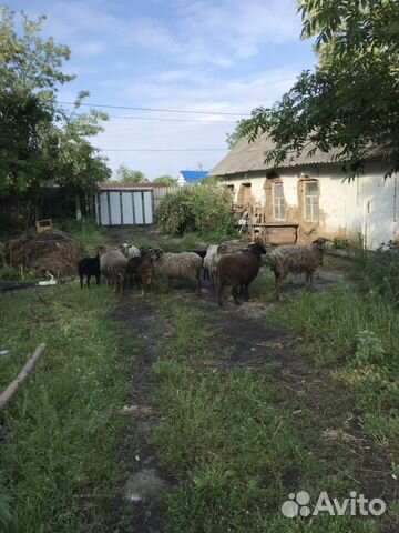 Домашние животные бараны