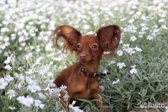 Русский той-терьер длинношерстный