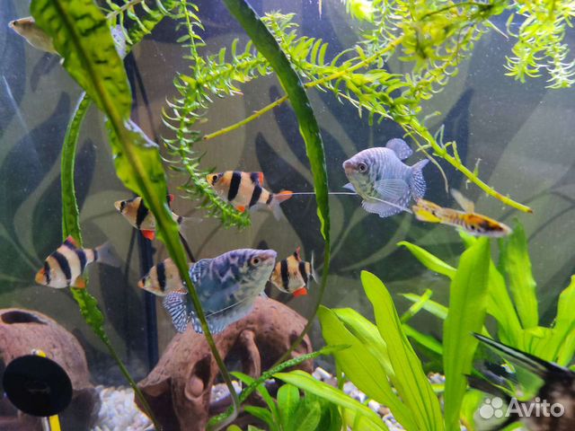 Аквариумные рыбки