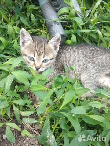 Котята в добрые руки бесплатно