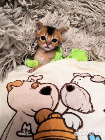 Абиссинские котята