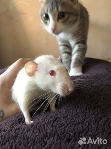 Продам крыс дамбо)