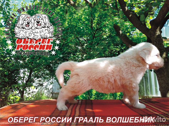 Кобель юро. Литера "Г". Бебик