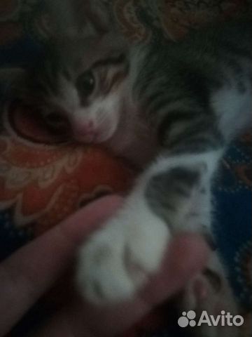 Ваш верный друг