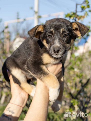 Щенок в добрые руки