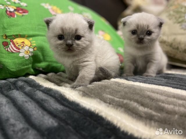 Британские котята