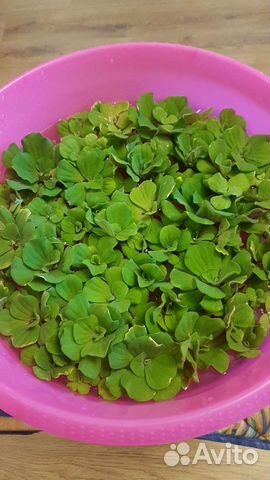 Растения пистия