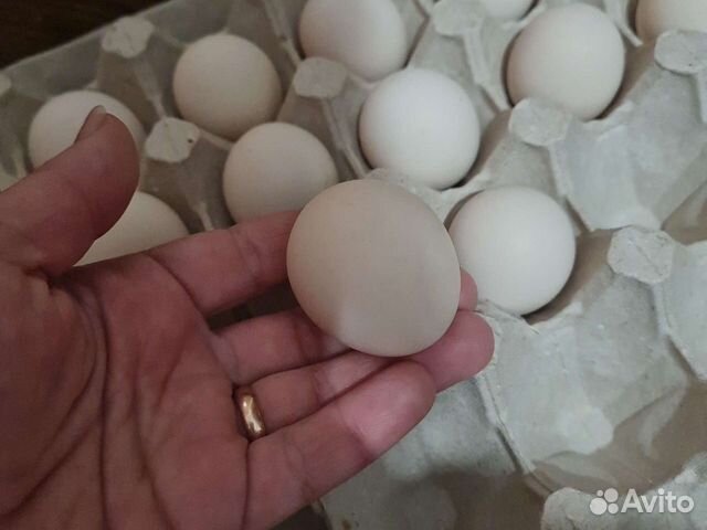 Инкубационное яйцо карликовых курочек