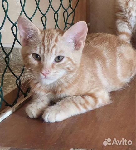 Ролик, рыжее солнышко. Котёнок