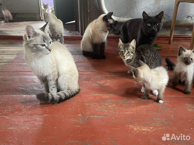 Кошки в добыре руки бесплатно