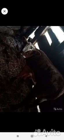 Бычки и быки телки