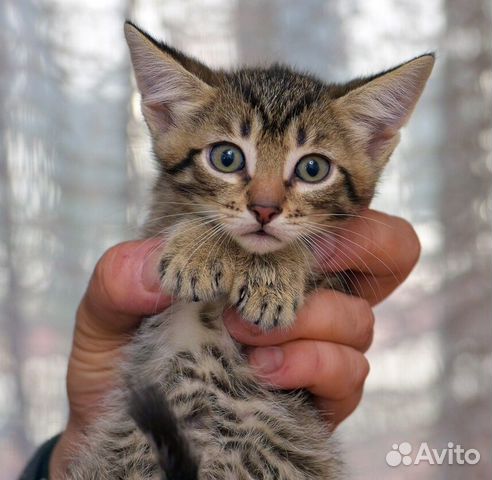 Чудесный Томас в поисках дома