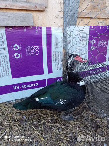 Селезни индоутки