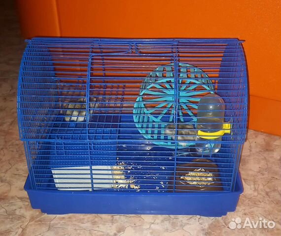 Хомяки джунгарики