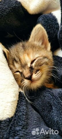 Котята в дар