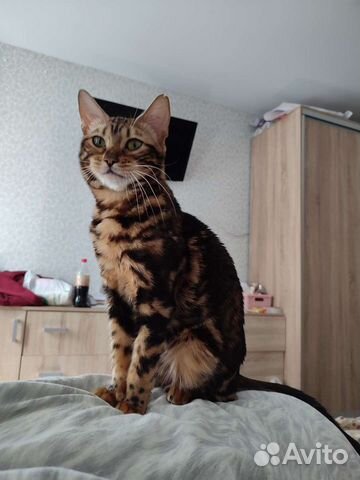 Бенгальская кошка