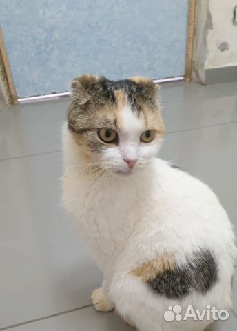 Кошка в дар