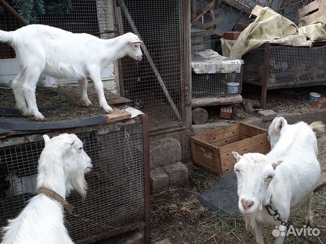 Козы и козлята