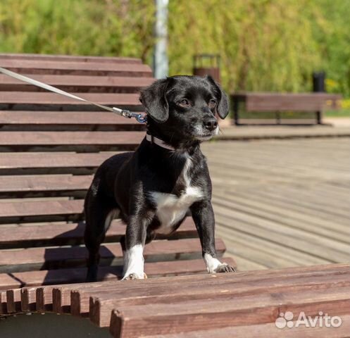 Собака в добрые руки