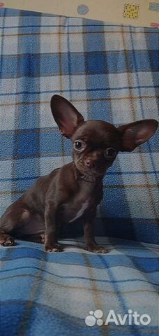 Чихуахуа- шоколадный Шустрик 3мес