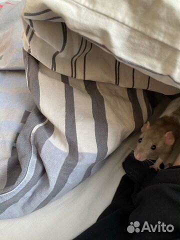 Отдам Крыса 7 месяцев