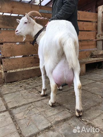 Коза дойная альпанубийская
