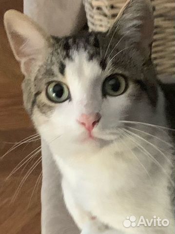 Котик в добрые руки