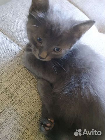 Дымчатый малыш