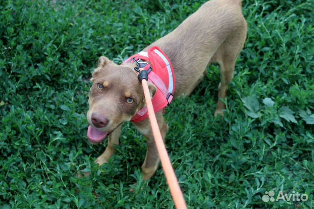 Малыш Тоби ищет дом