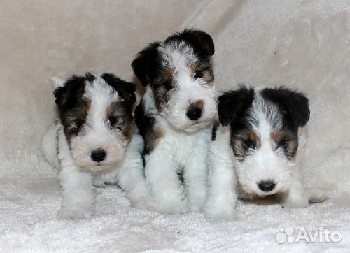 Фокстерьер жесткошерстный щенок